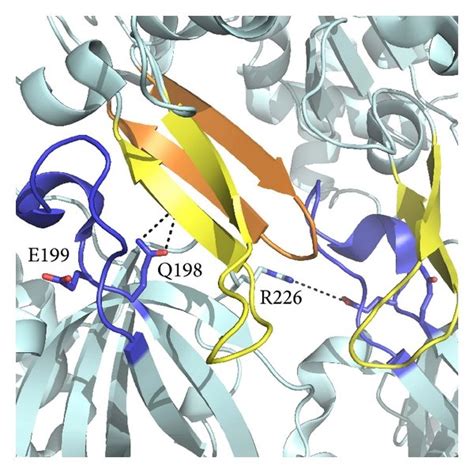 Crystal Structure Of A Nearly Full Length Mcm Hexamer An Adp Bound