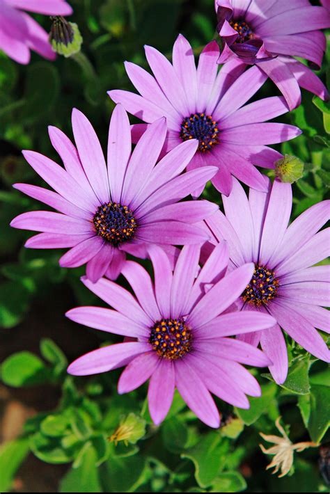 My Background Blog Daisy Wallpaper