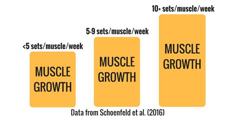 Training Volume How Many Sets Per Muscle Group IWannaBurnFat