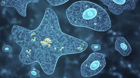 Kerala Reports Fresh Case Of Pam Rare Infection Caused By Brain