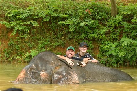 Elephant Jungle Sanctuary Phuket How To Reach Best Time And Tips