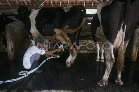 Penurunan Produksi Susu Perah Antara Foto