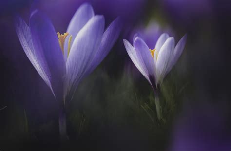 Flower And Macro Multiple Exposure Masterclass Dirk Ercken Images