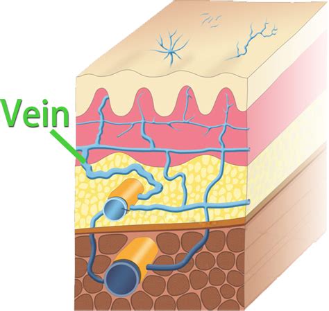 Fundamental Of Finger Vein Recognition Zkteco Hong Kong