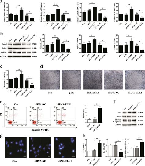 Elk1 Promotes Osteoblast Differentiation And Inhibits Osteoblast
