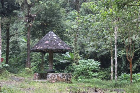 Tropical Green Forest In West Java Indonesia Stock Image Image Of
