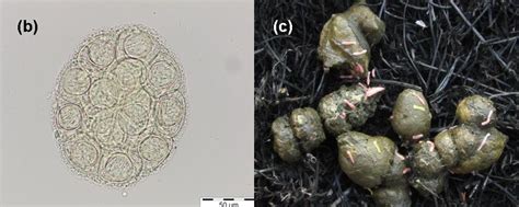 Parasite Of The Day Dipylidium Sp