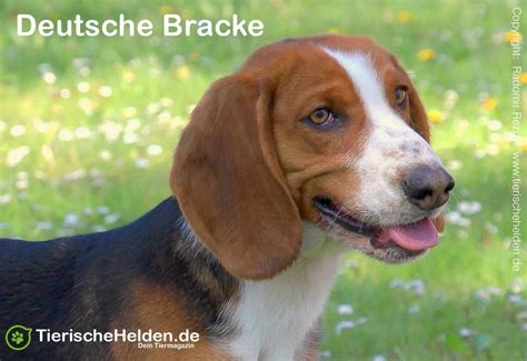 Deutsche Bracke Rasseportrait Charakter Und Haltung