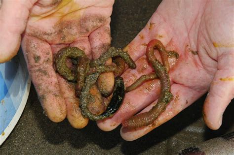 Lugworm Baits Talk Sea Fishing