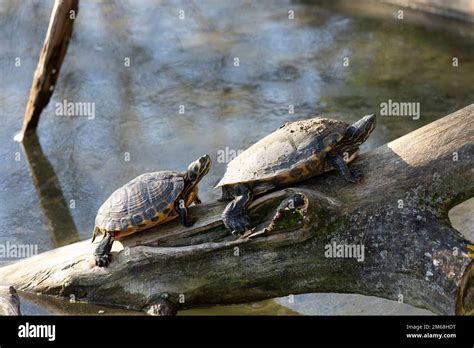 Red Eared Slider Trachemys Scripta An Introduced Problematic Turtle In