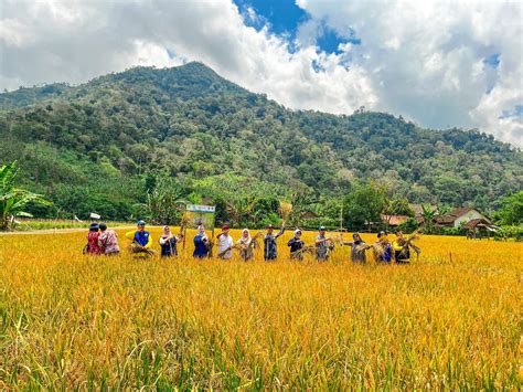 FFD Program CSA Kementan Bantu Petani Jember Tingkatkan