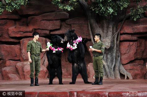 动物们戴花环举牌子 为熊猫“盼盼”举行哀悼会
