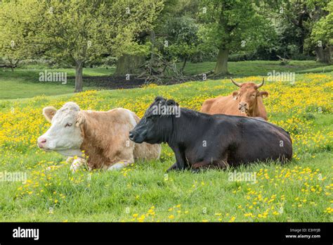 Liegendes land -Fotos und -Bildmaterial in hoher Auflösung – Alamy