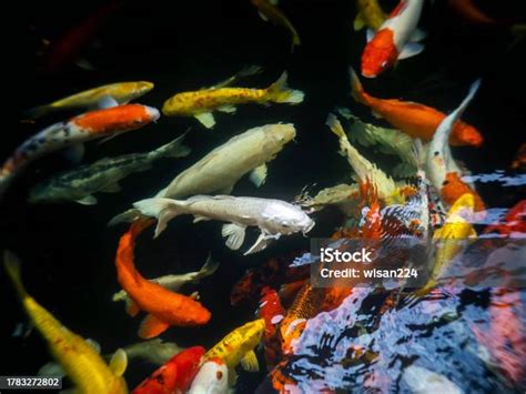 장식용 물고기 연못에 있는 잉어와 금붕어의 다채로운 떼 0명에 대한 스톡 사진 및 기타 이미지 0명 감금 상태 갑각류 Istock