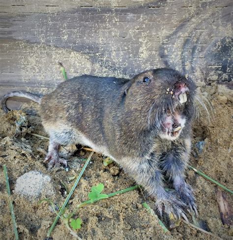 Angry Gopher By Undertalltrees On Deviantart