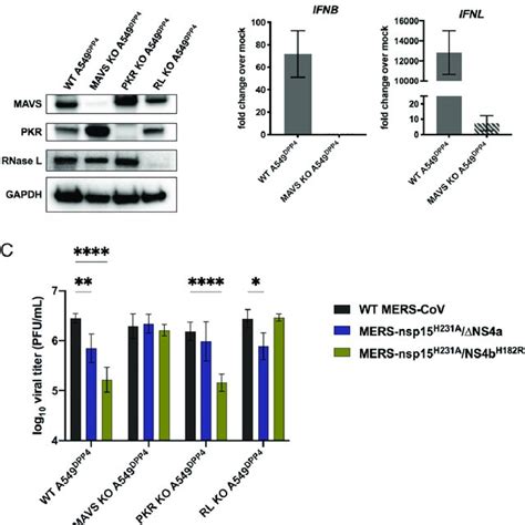 The Dsrna Expression Is Increased When Endou Is Inactive During