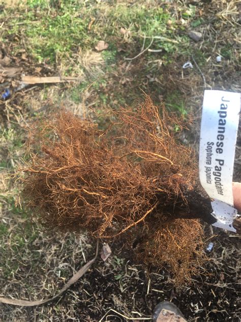 What Is A Tree Without Roots Rock Bridges Trees Trees For Bees What Is A Tree Without Roots