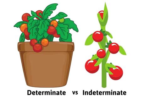Determinate Vs Indeterminate Tomatoes The Dos And Donts Of Each