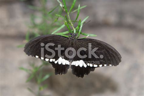 나비 Papilio Polytes 스톡 사진 Freeimages