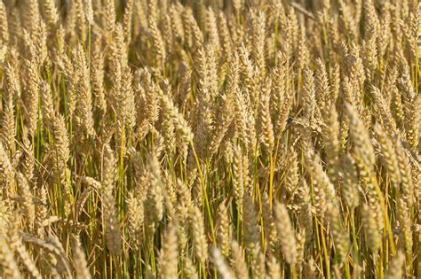 Weizen Pflanzen Bauernhof Kostenloses Foto Auf Pixabay Pixabay