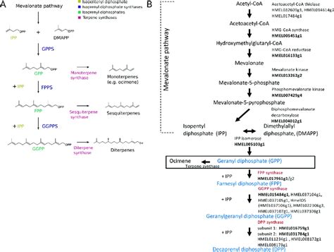 Biosynthesis Of Terpenes In H Erato Major Pathways Are Indicated By