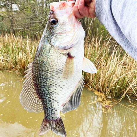 How To Use Crappie Nibbles Rigging Powerbait Crappie Nibbles