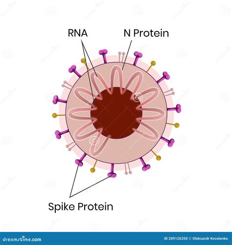 Schematic Structure Of The Coronavirus Vector Illustration Of The Sars
