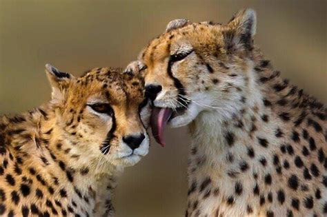 مادر پیروزایران که چند سال پیش از دست قاچاق چی ها نجات داده شد و بعدش