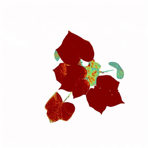 Chlorophyll Fluorescence Phenotyping Lemnatec