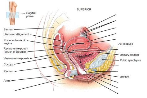 Sagittal Female Reproductive Diagram Quizlet