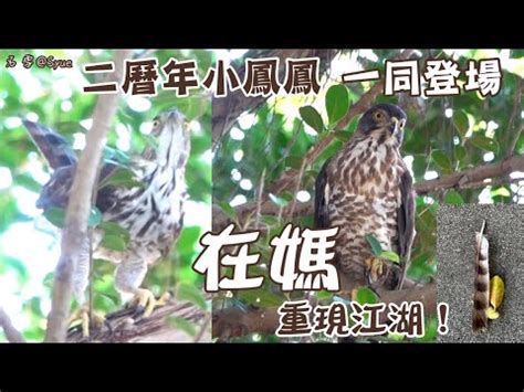 20240627 28在媽重現江湖上個月練習築巢的二曆年小鳳鳳也一同登場在家在哪裡請見影片說明欄在家24 03鳳頭蒼鷹