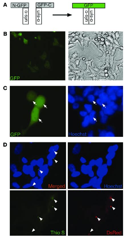 Figure Propagated α Syn Interacts With Intracellularly Expressed α Syn
