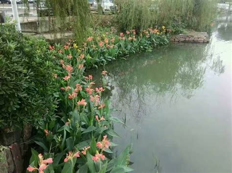 人工生态浮岛 人工浮岛 人工生态浮岛 水生植物 浙江水上种植 阿里巴巴