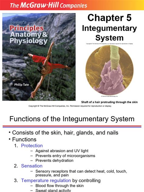 Module 5 Integumentary System Pdf Skin Epidermis