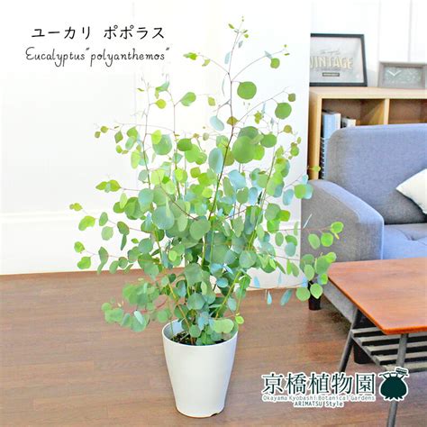 楽天市場1日はP7倍ユーカリポプルネア ポポラス 7号 白鉢観葉植物 インテリア おしゃれ ナチュラル 鉢植え 贈り物 楽天