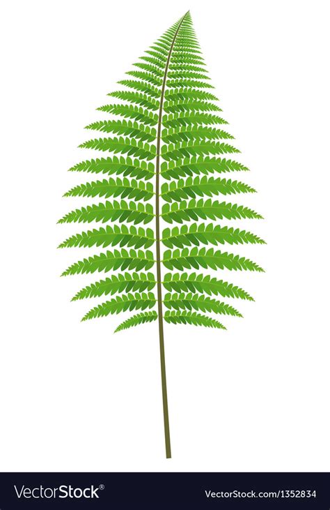 Fern Leaf Royalty Free Vector Image VectorStock
