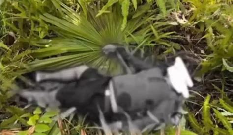 Alleged Cpp Npa Official Shot Dead In Sorsogon Philippines