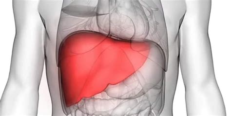 Элэгний өвчний үед хийгдэх эмийн болон эмийн бус эмчилгээ