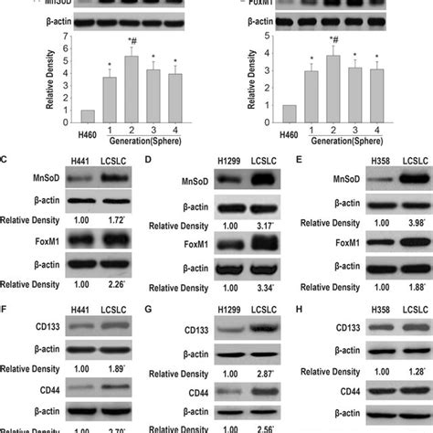 Effects Of Foxm1 Transduction On Protein Expression Of Mnsod And Foxm1