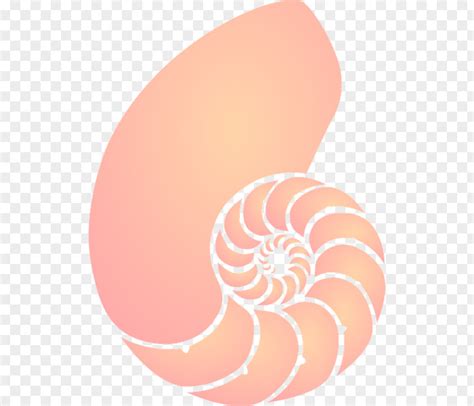 Seashell Clip Art Openclipart Coral Nautilidae PNG Image PNGHERO