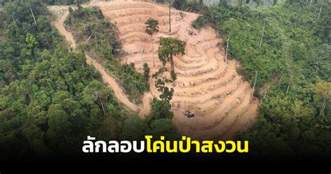 Photo Gallery ตะลึง พบการลักลอบโค่นถางป่าสงวนแห่งชาติจนเหี้ยนที่