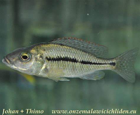 Onze Malawi Cichliden