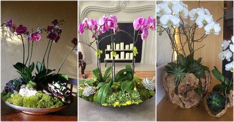 Красивые композиции из орхидей в миксованной посадке Orchid Flower