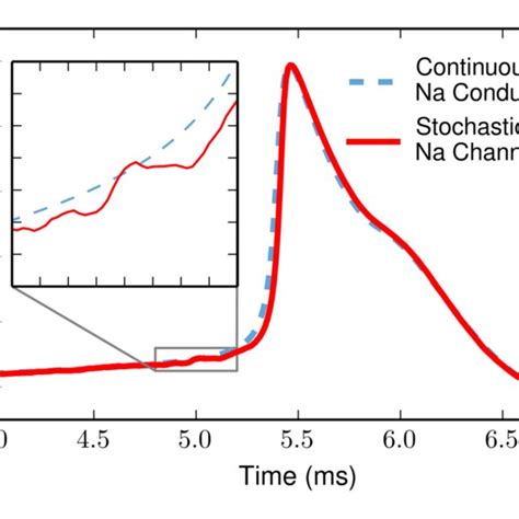 Comparison Of A Stochastic And A Deterministic Based Action Potential