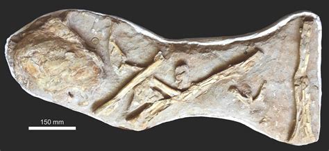 Fossil Friday Private Collector Wanted A Dinosaur Skull But Got A