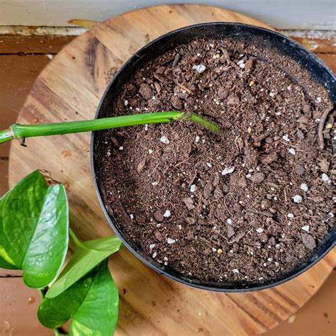 Propagating Pothos For Beginners — Back Forty Flowers