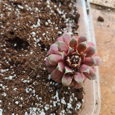 Royal Ruby Hen And Chicks Sempervivum Live Plants 2 5 X 4 Inch Potted
