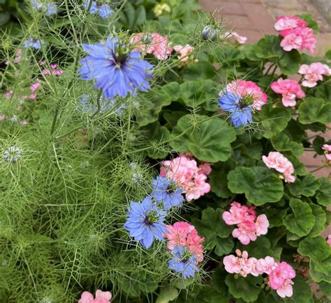 一本だけのニゲラ 晴れの国から花だより 楽天ブログ