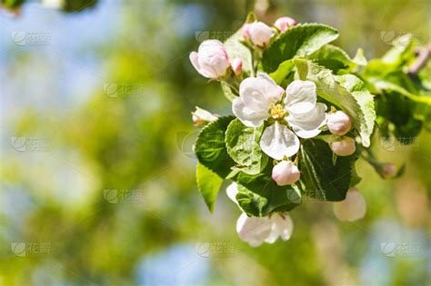 特写 白色 嫩枝 花朵 苹果树 荧光灯 留白 水平画幅 樱花 樱桃