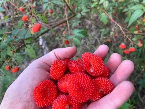 Plant Profile Two Australian Native Raspberries By Shane